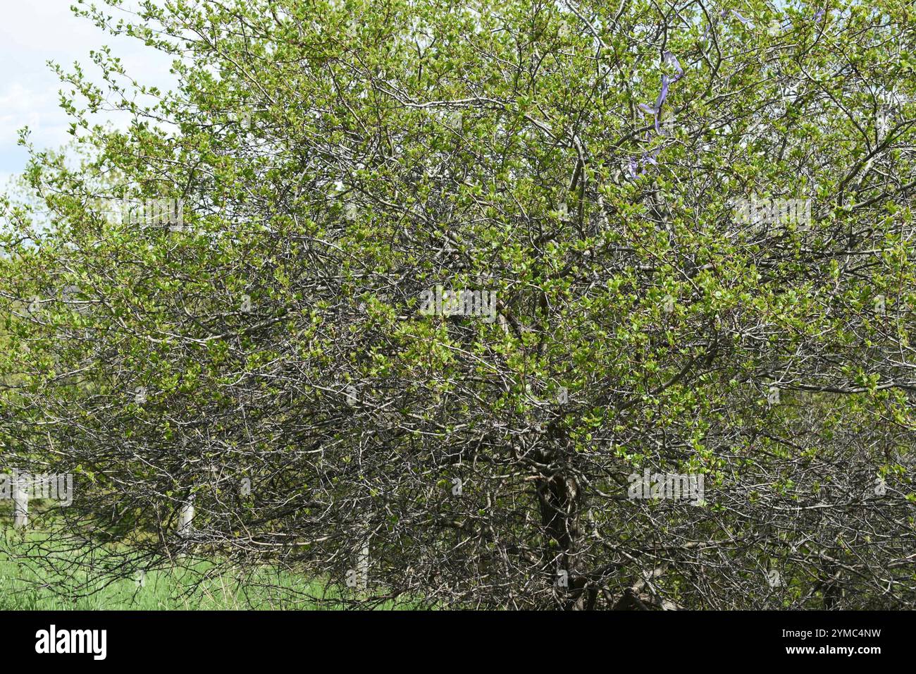 Large-thorn hawthorn (Crataegus macracantha Stock Photo - Alamy