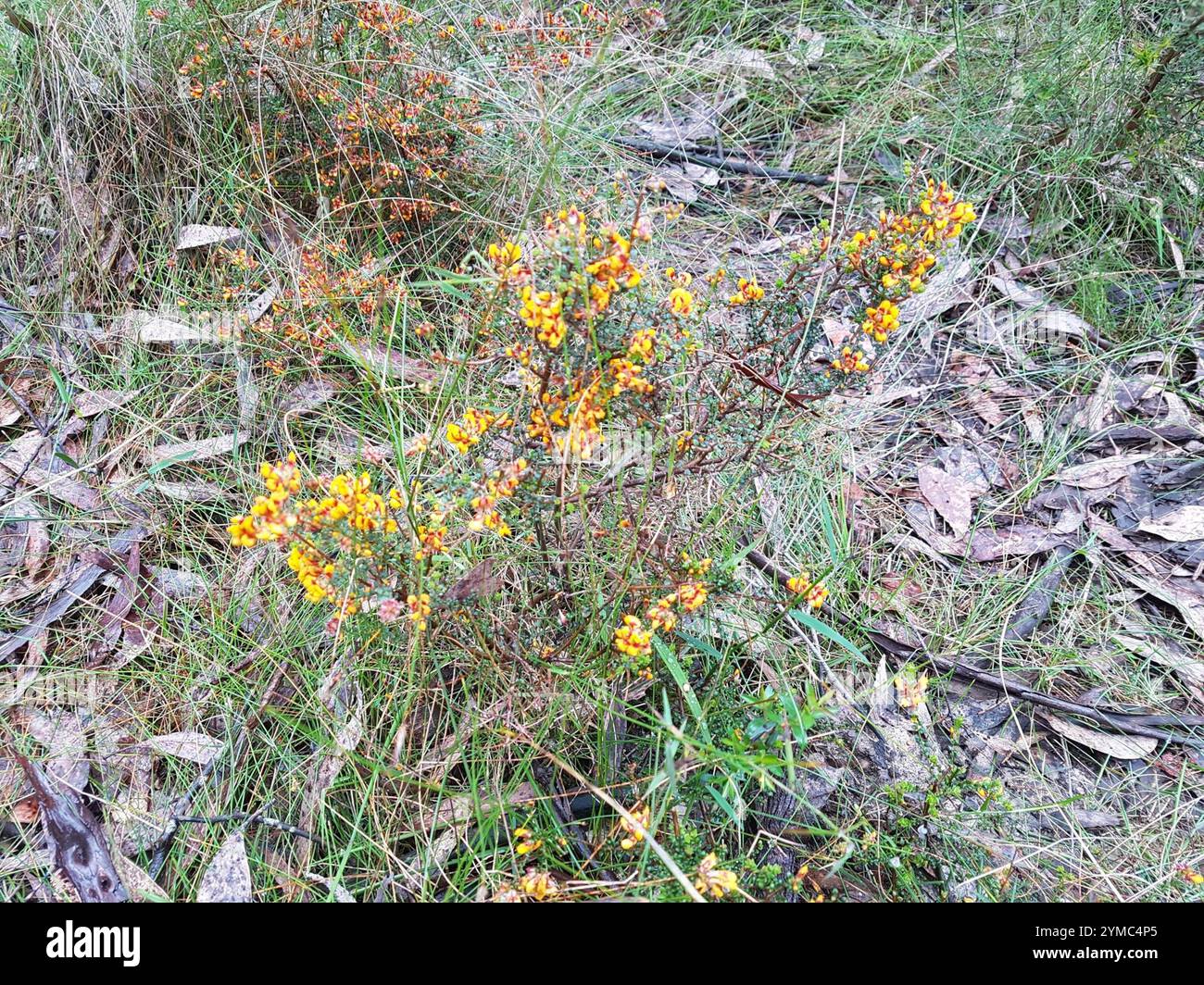 golden bush-pea (Pultenaea gunnii Stock Photo - Alamy