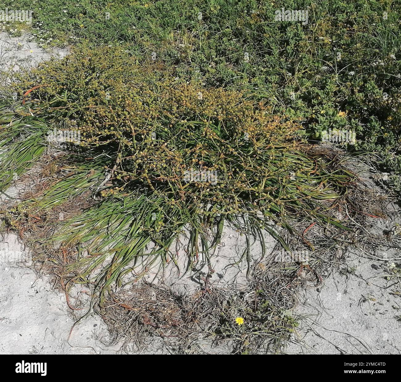 Common Capespinach (Trachyandra ciliata Stock Photo - Alamy