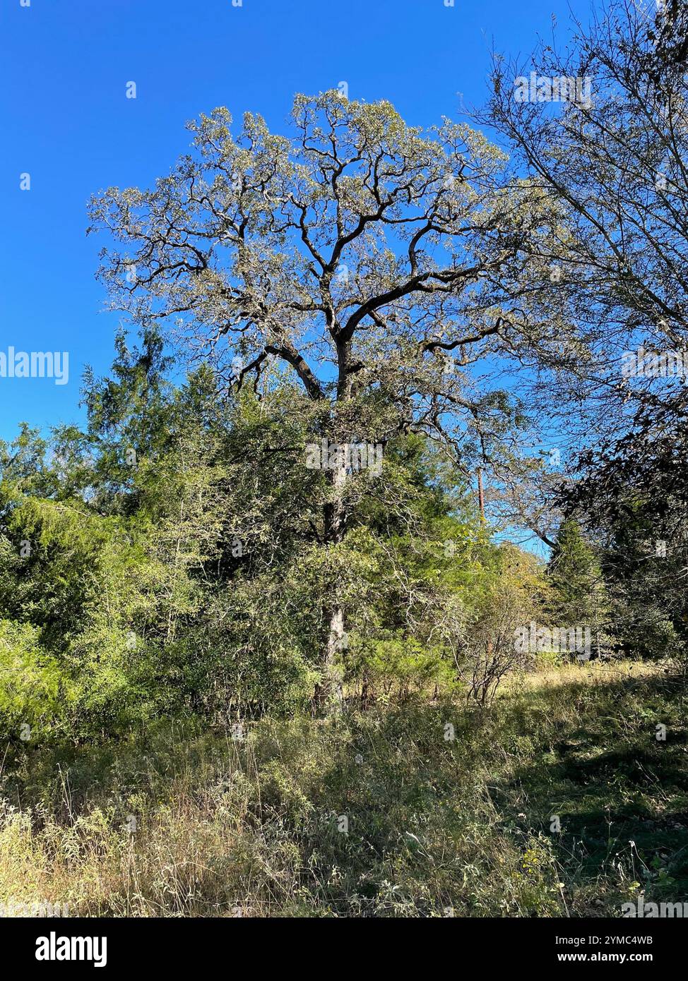 sand post oak (Quercus margaretiae Stock Photo - Alamy