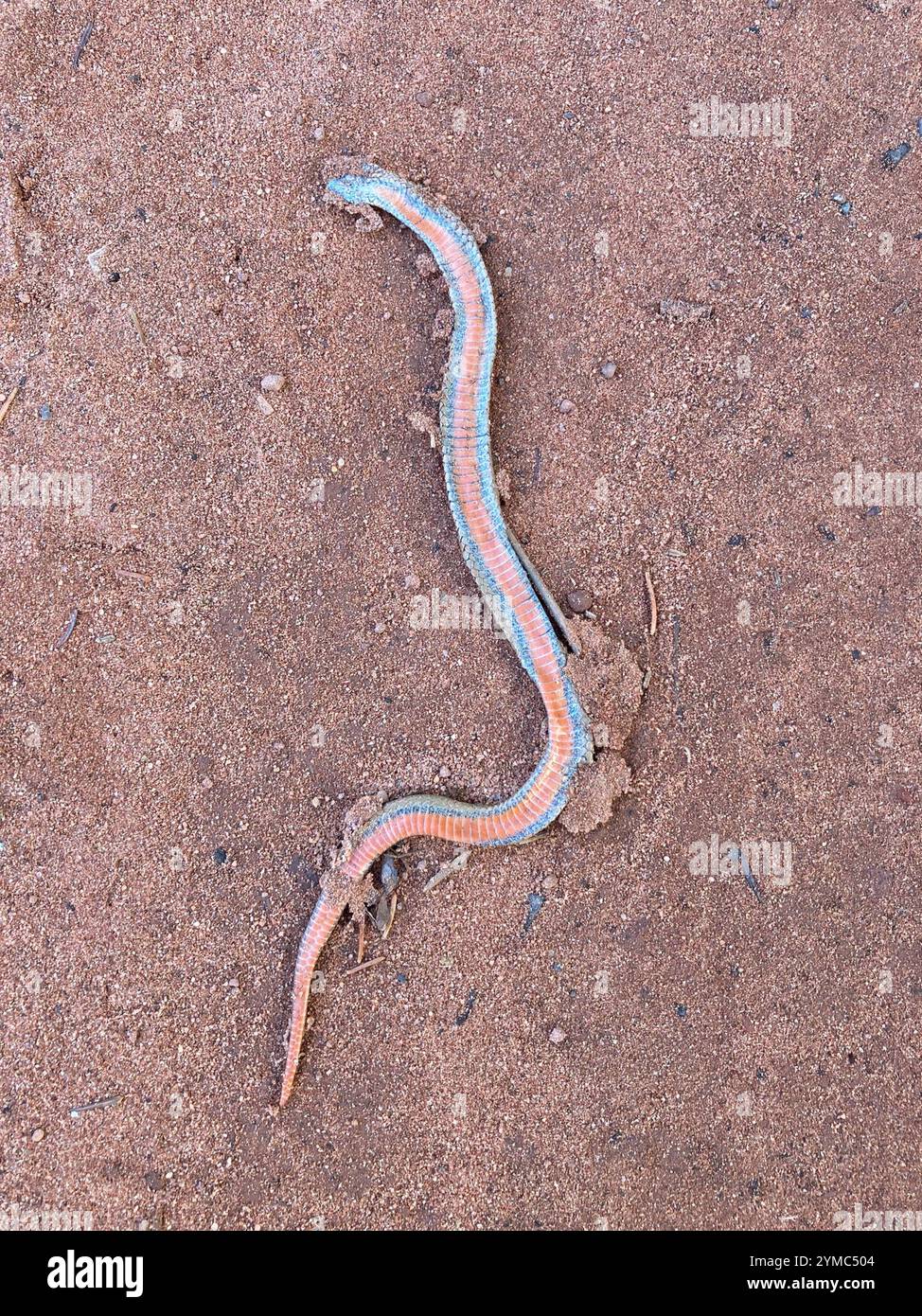 Northern Redbelly Snake (Storeria occipitomaculata occipitomaculata ...