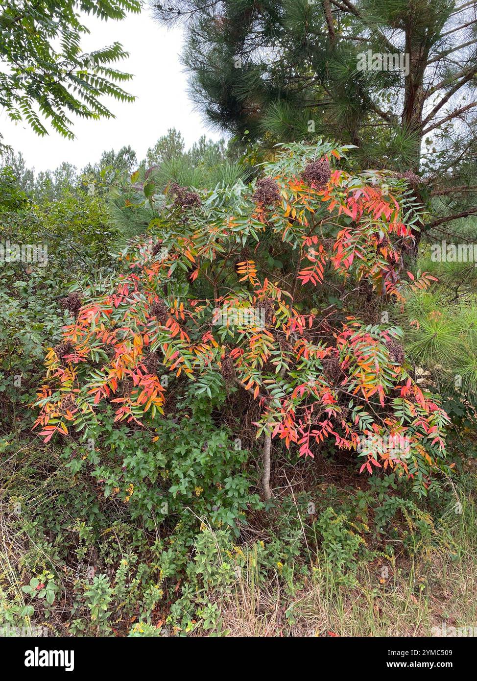 shining sumac (Rhus copallinum Stock Photo - Alamy