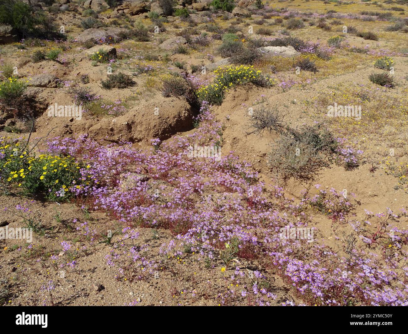 Senecio arenarius hi-res stock photography and images - Alamy