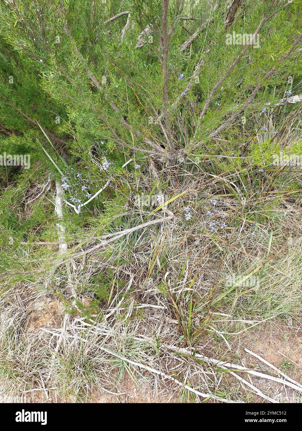 Blueberry Lily (Dianella revoluta Stock Photo - Alamy