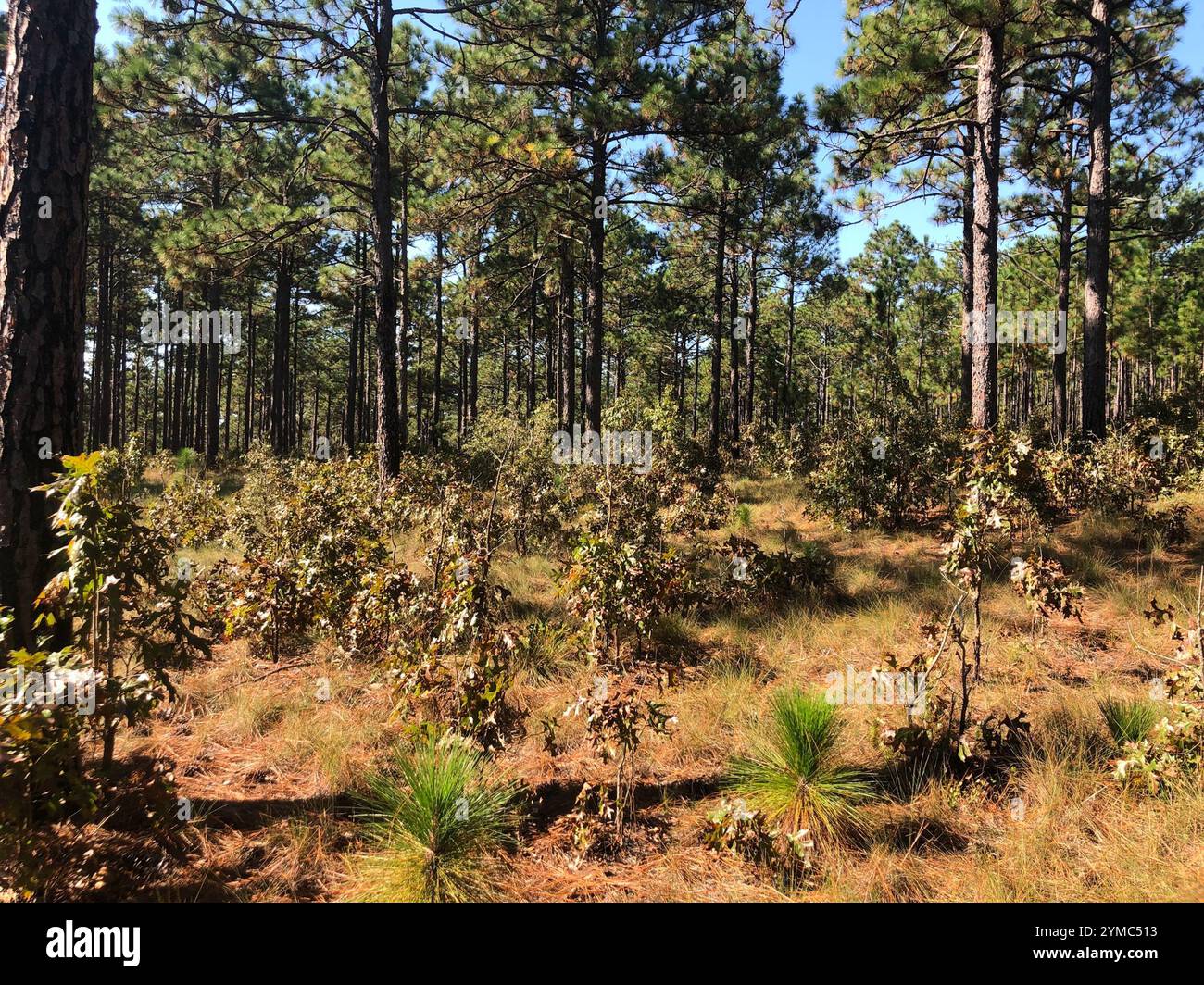 longleaf pine (Pinus palustris Stock Photo - Alamy