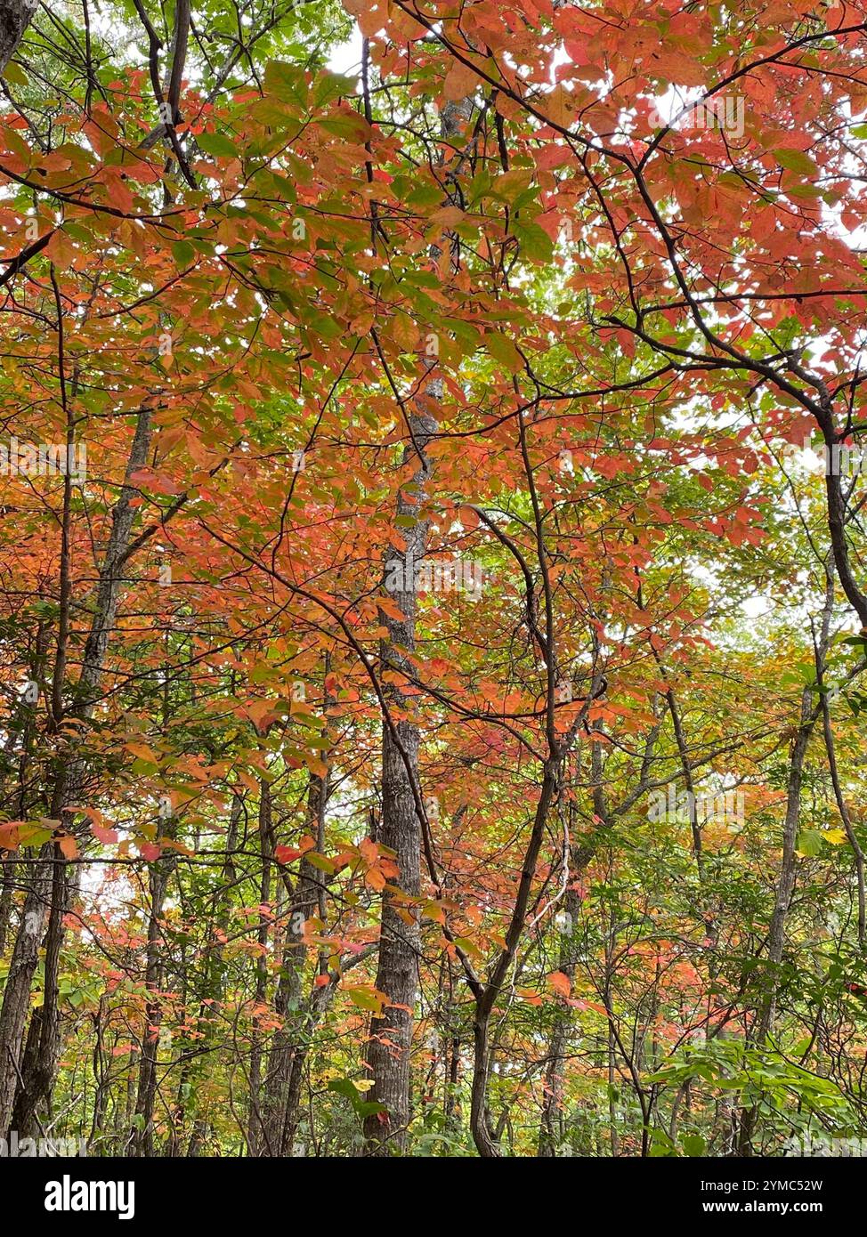 Black Tupelo (Nyssa sylvatica Stock Photo - Alamy