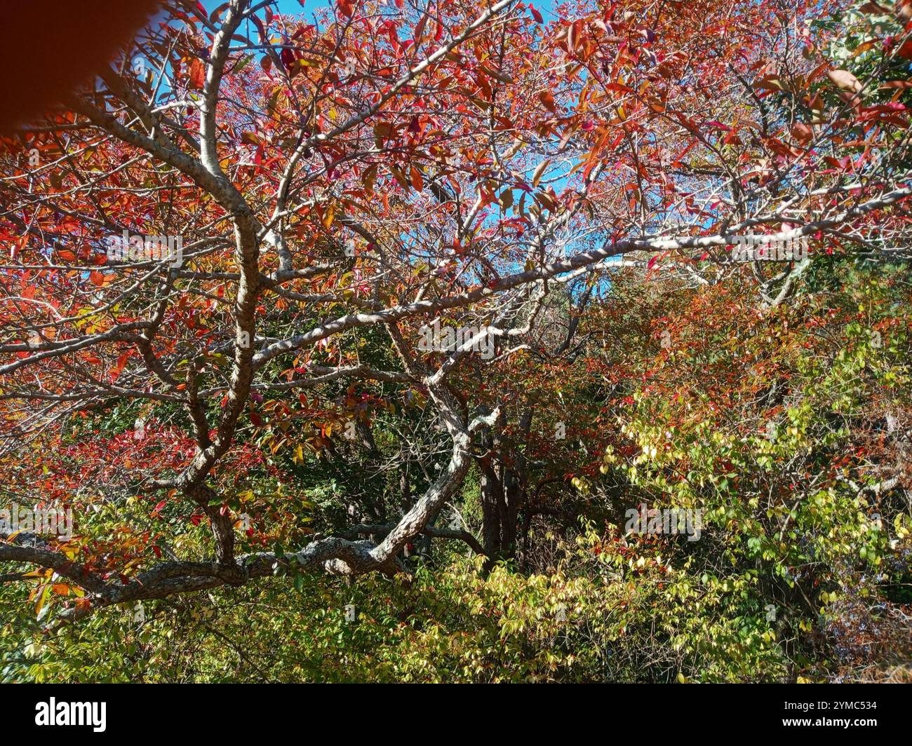 Black Tupelo (Nyssa sylvatica Stock Photo - Alamy