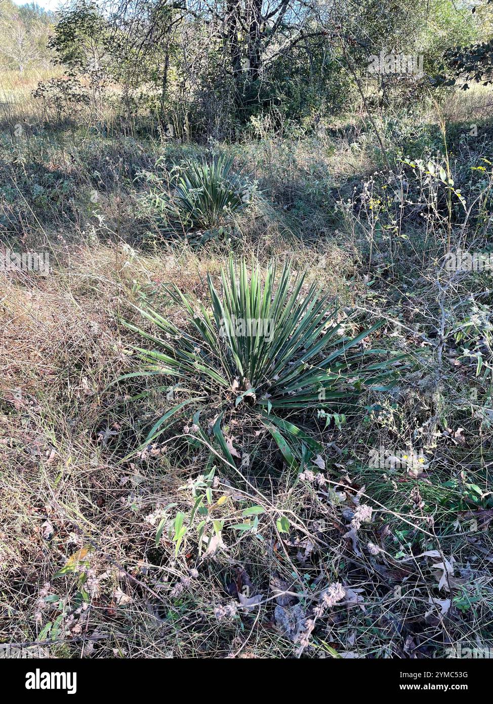 Gulf coast yucca hi-res stock photography and images - Alamy