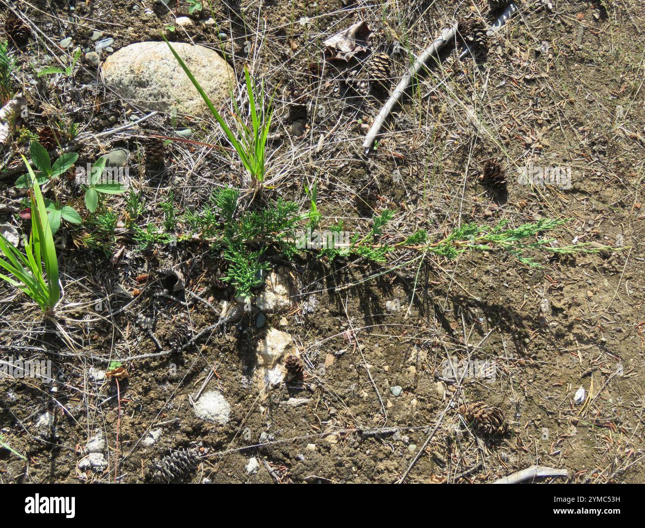 creeping juniper (Juniperus horizontalis Stock Photo - Alamy
