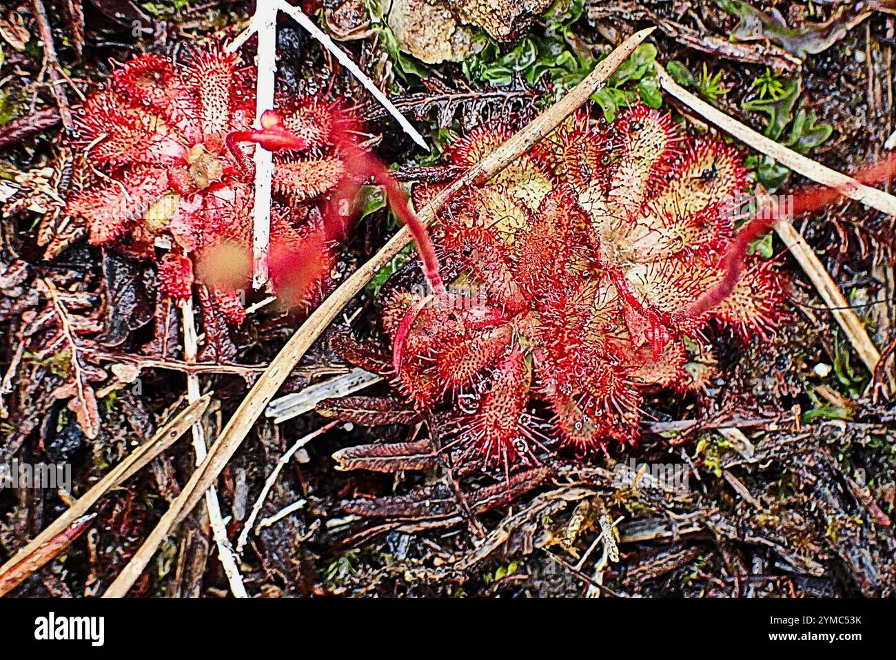 Alice Sundew (Drosera aliciae Stock Photo - Alamy