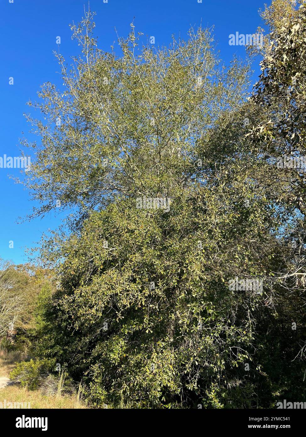 water oak (Quercus nigra Stock Photo - Alamy