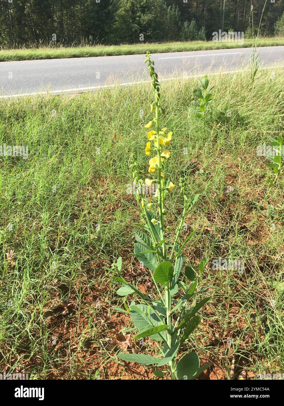Showy Rattlebox (Crotalaria spectabilis Stock Photo - Alamy