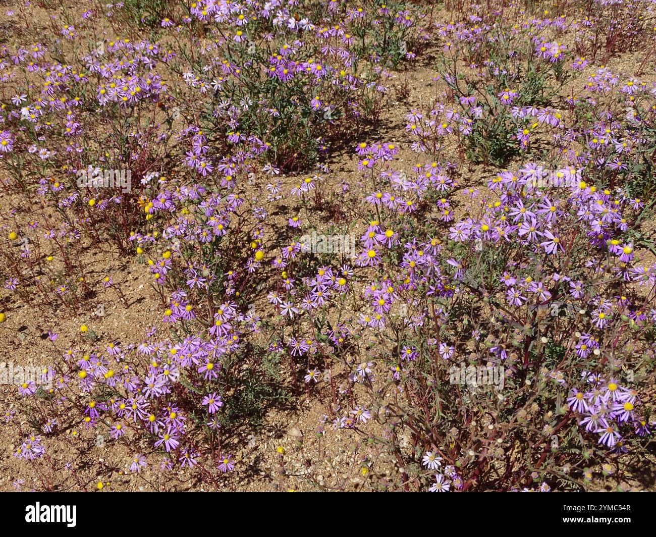 Senecio arenarius hi-res stock photography and images - Alamy