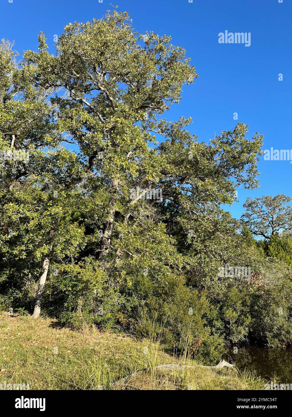 post oak (Quercus stellata Stock Photo - Alamy