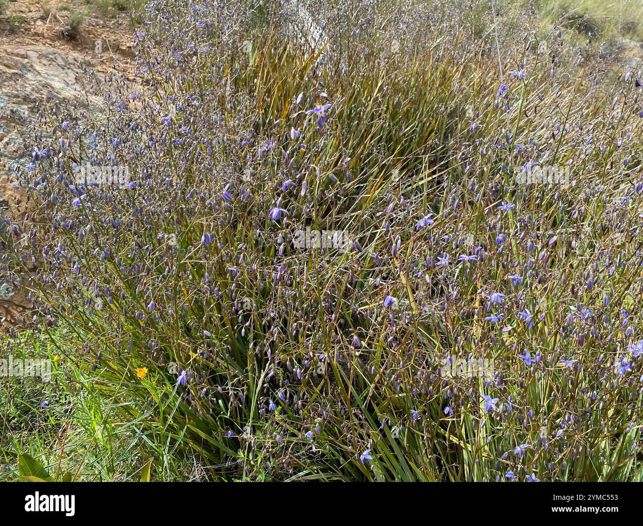 Blueberry Lily (Dianella revoluta Stock Photo - Alamy
