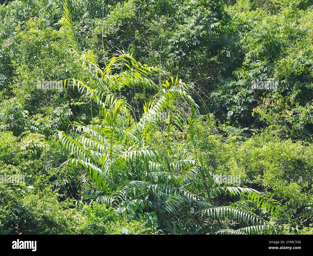 Yellow Rotang Palm (Calamus formosanus Stock Photo - Alamy