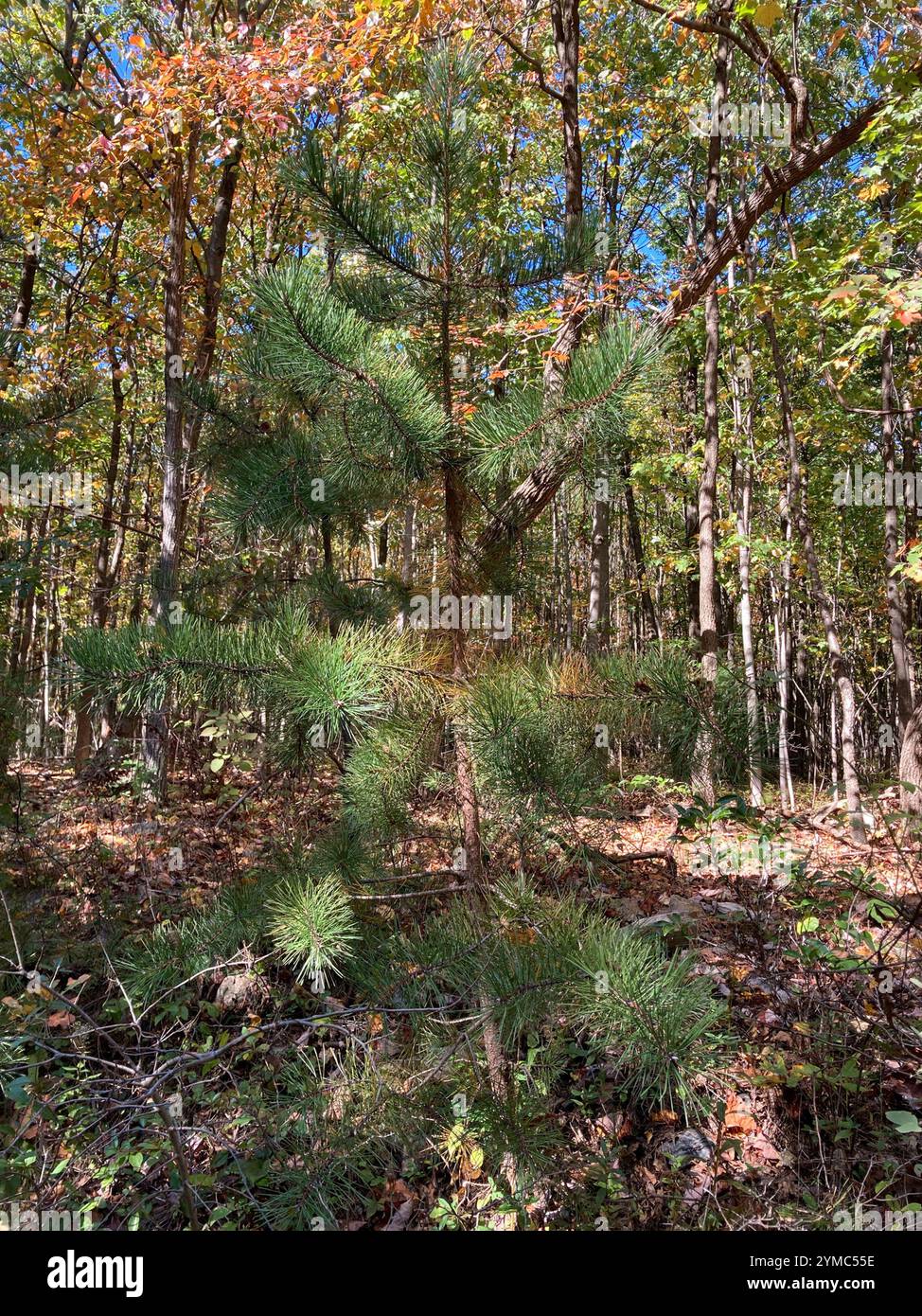 pitch pine (Pinus rigida Stock Photo - Alamy