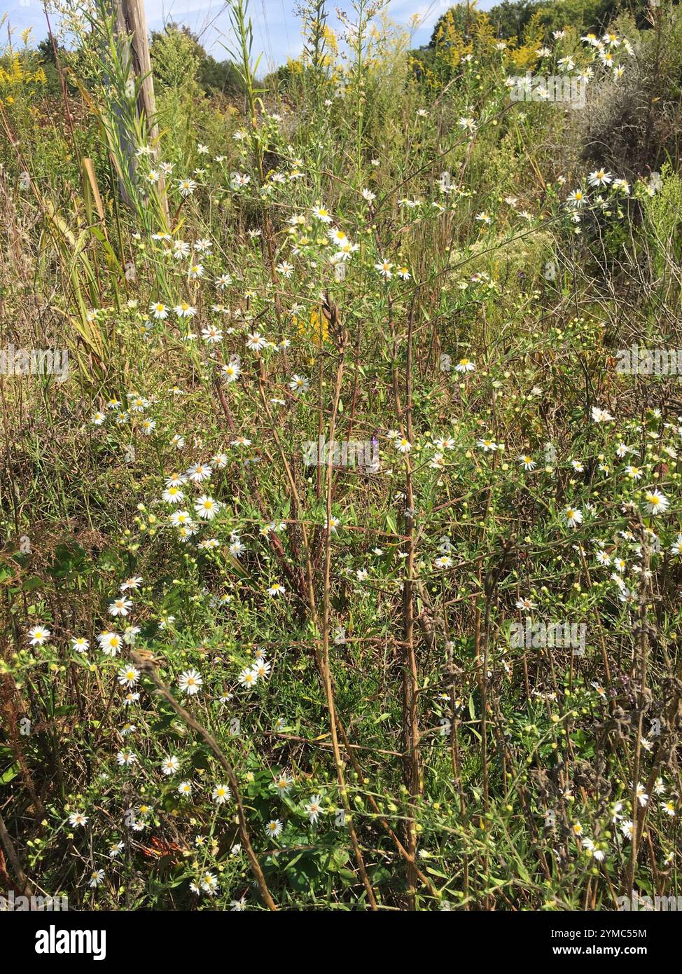 hairy white oldfield aster (Symphyotrichum pilosum Stock Photo - Alamy