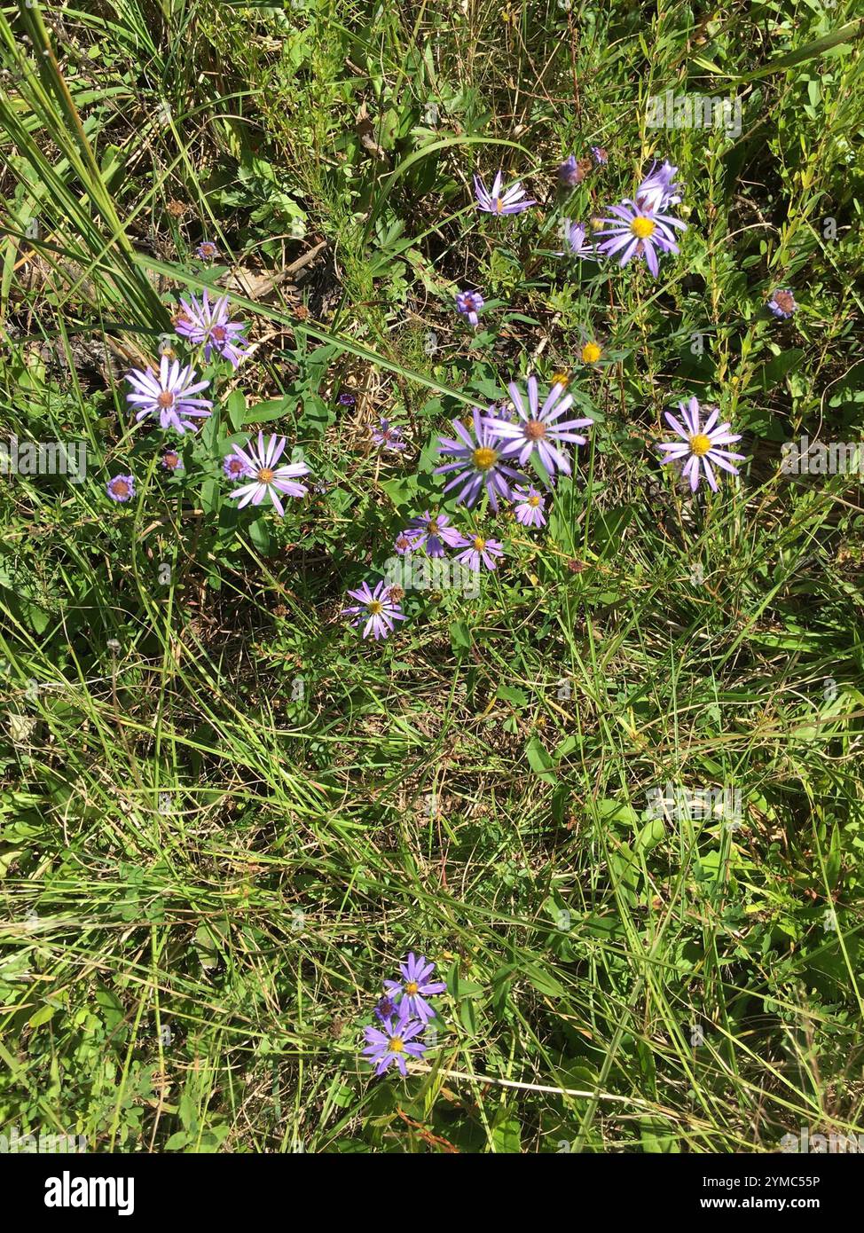late purple aster (Symphyotrichum patens Stock Photo - Alamy