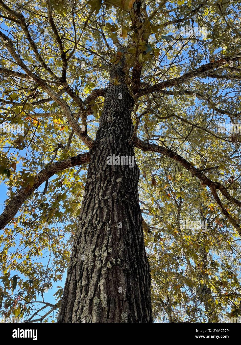 southern red oak (Quercus falcata Stock Photo - Alamy