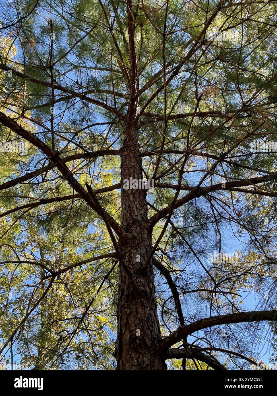 loblolly pine (Pinus taeda Stock Photo - Alamy