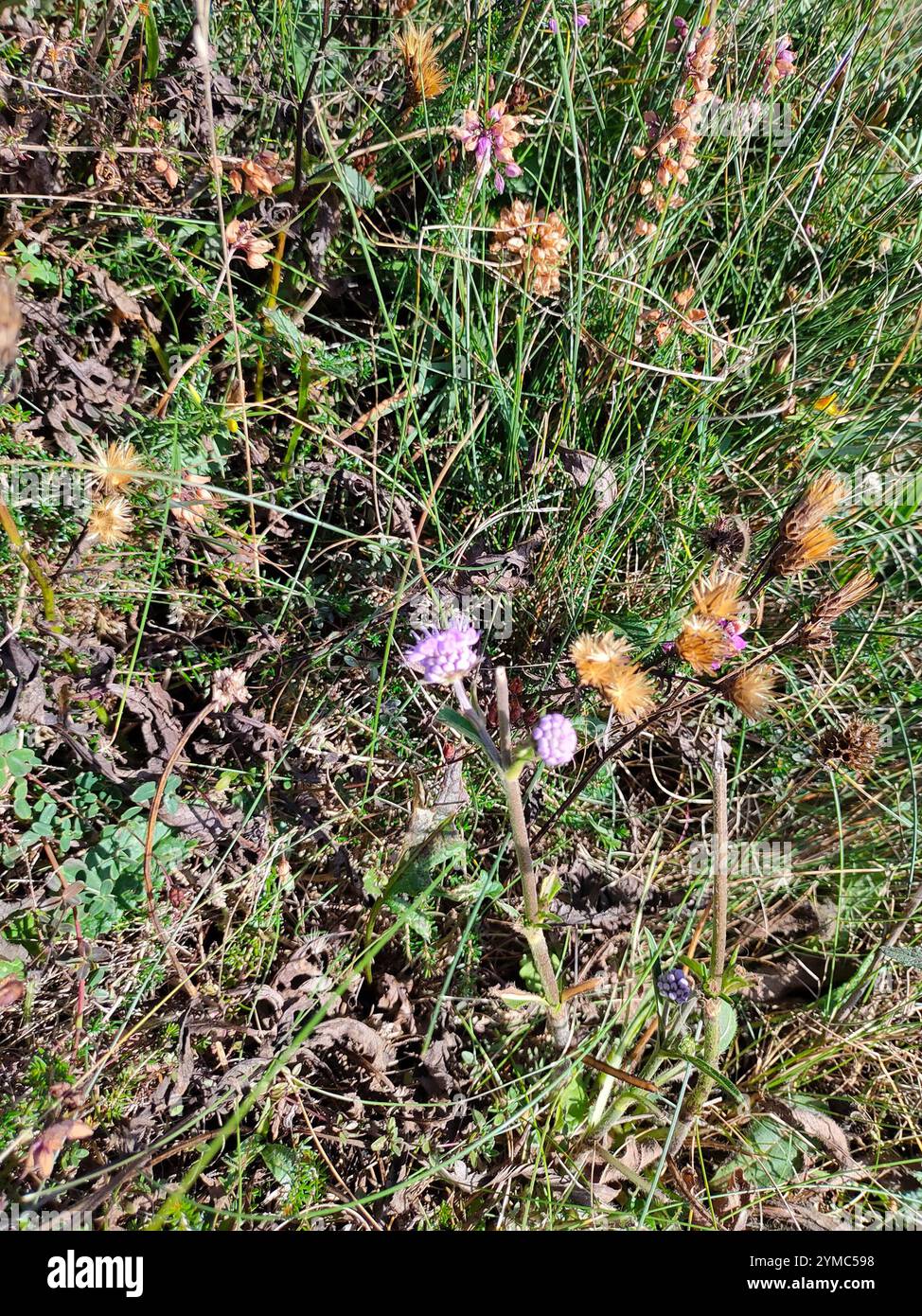 Devil's-bit Scabious (Succisa pratensis Stock Photo - Alamy