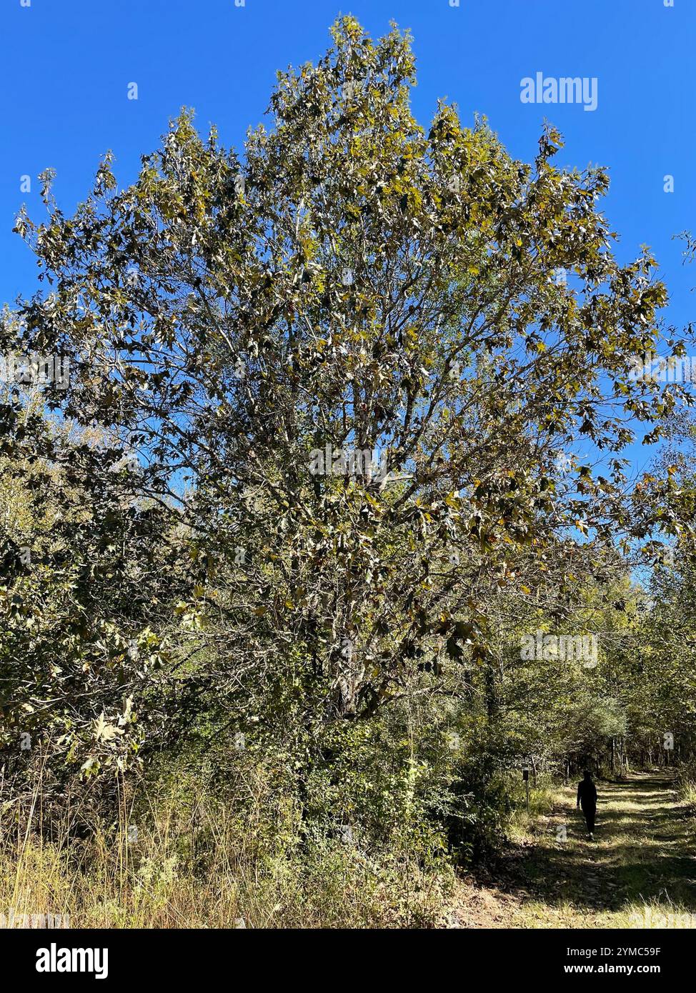 southern red oak (Quercus falcata Stock Photo - Alamy
