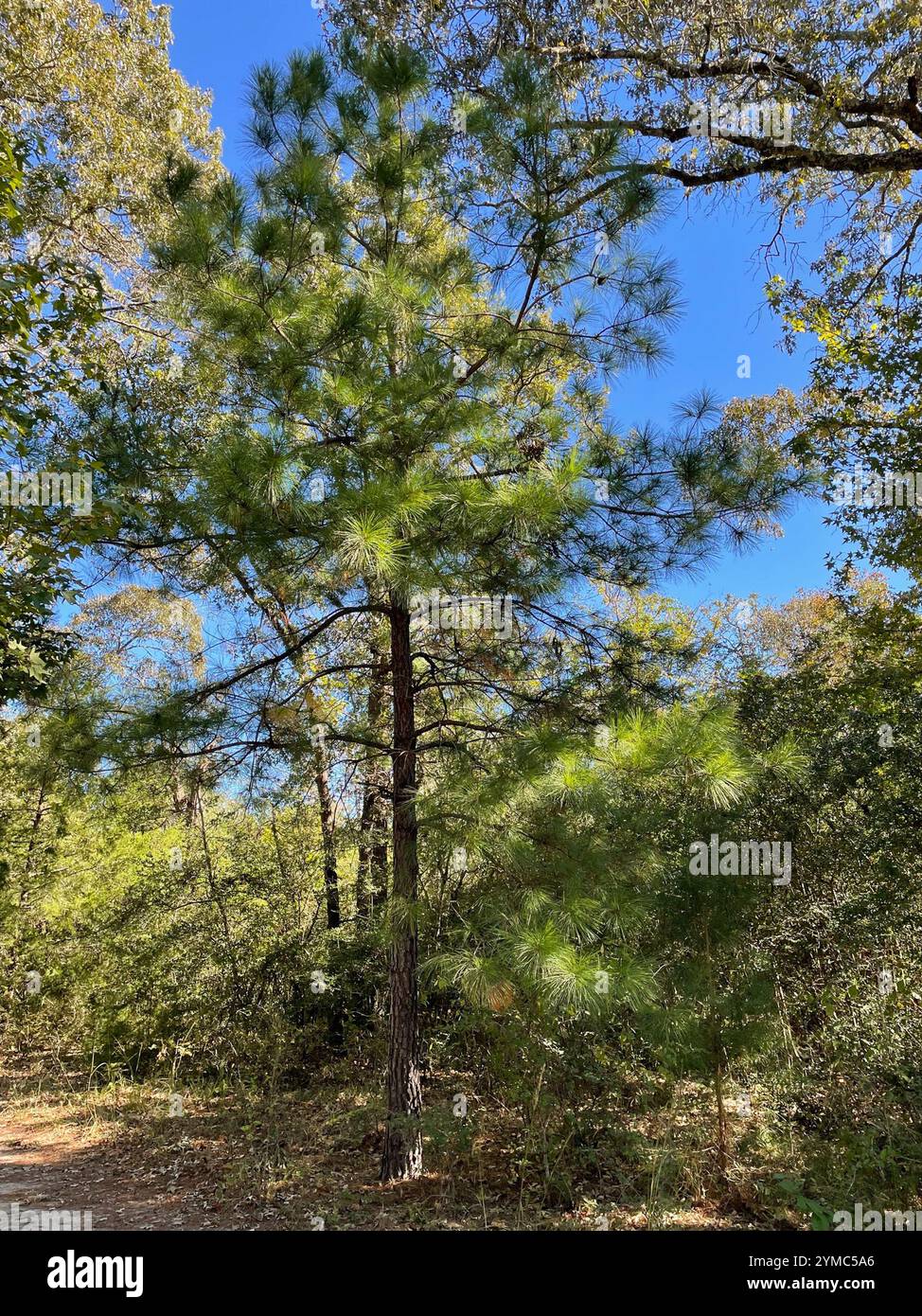 loblolly pine (Pinus taeda Stock Photo - Alamy