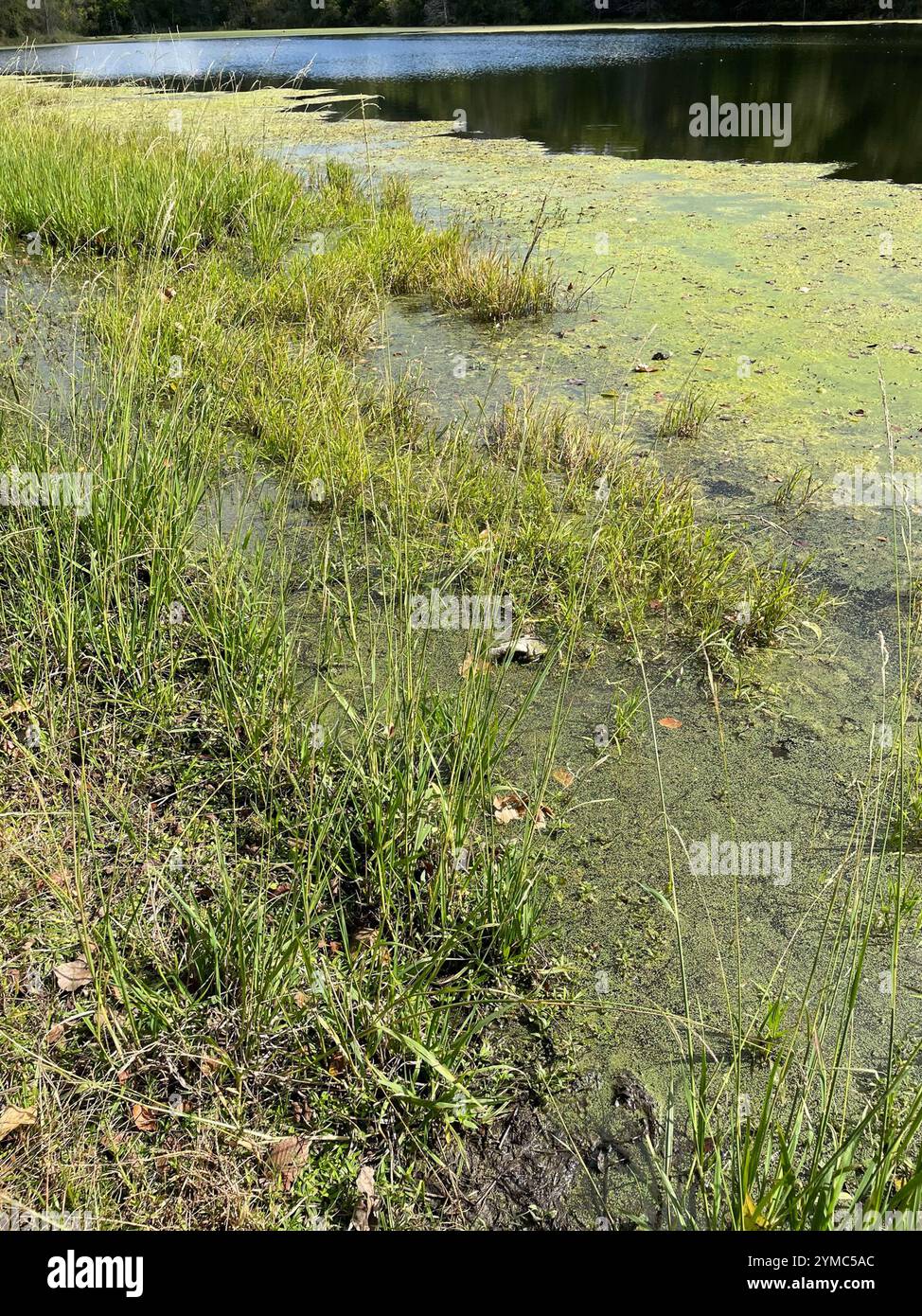 Vasey Grass (Paspalum urvillei Stock Photo - Alamy
