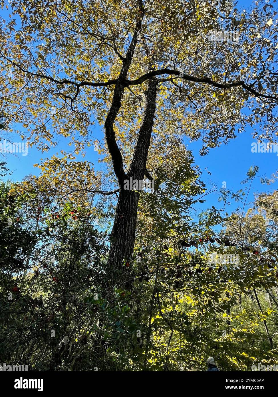 southern red oak (Quercus falcata Stock Photo - Alamy