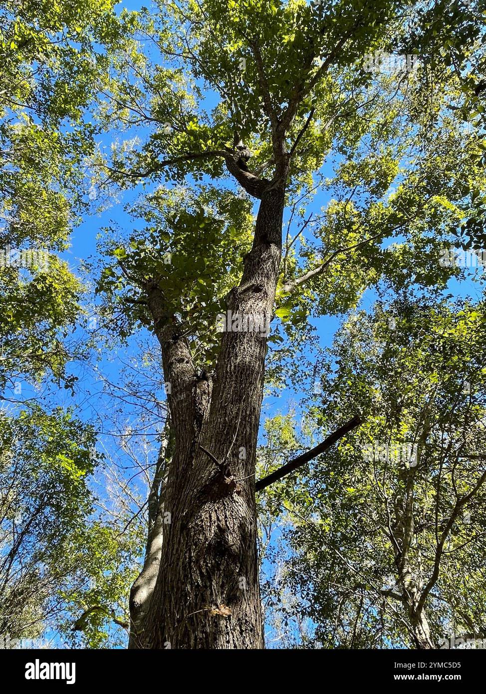 American elm (Ulmus americana Stock Photo - Alamy