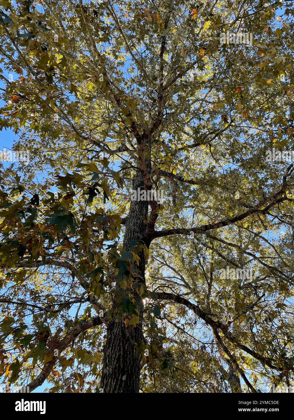 southern red oak (Quercus falcata Stock Photo - Alamy