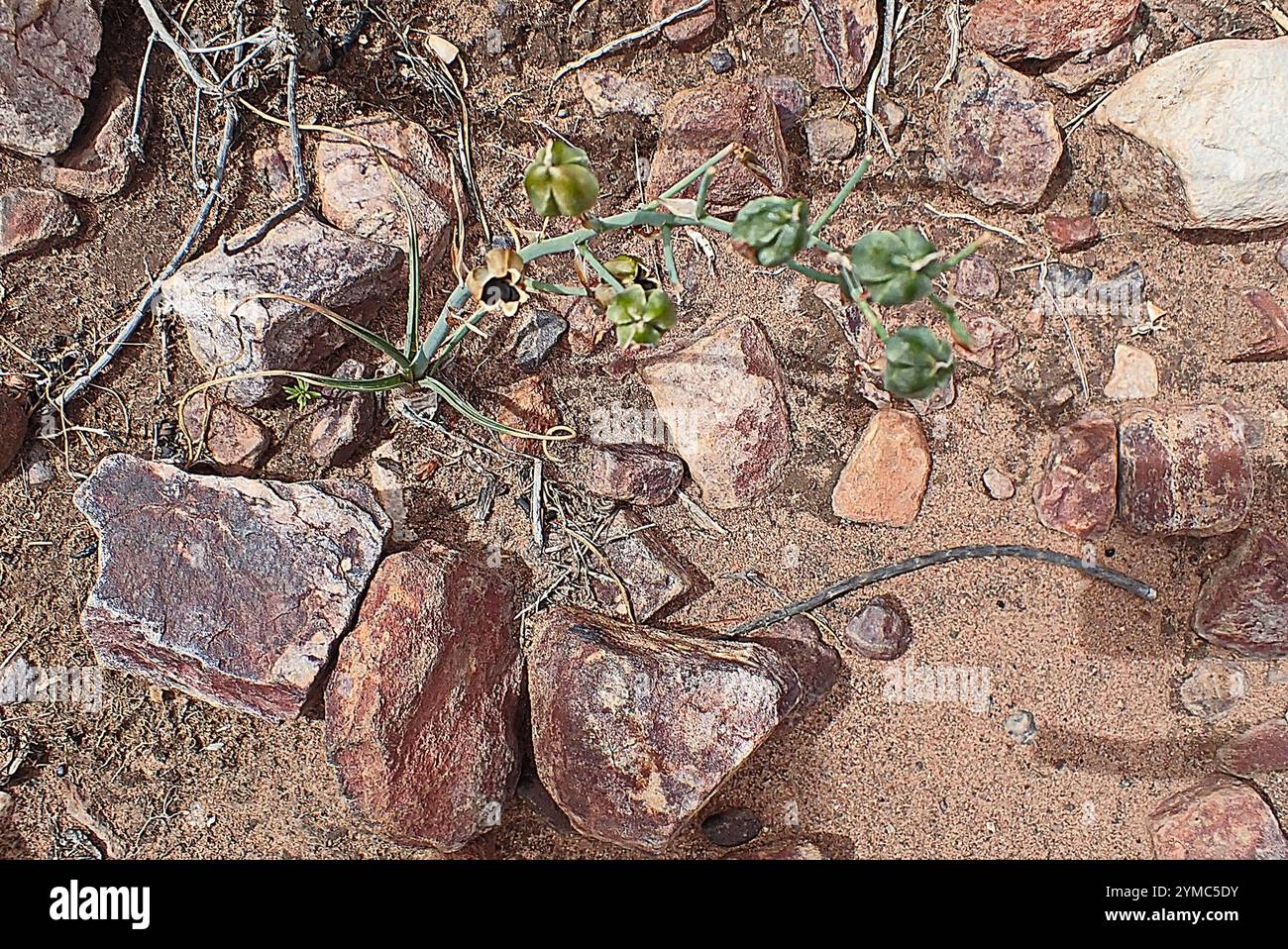 Thick Slime-lily (Albuca setosa Stock Photo - Alamy