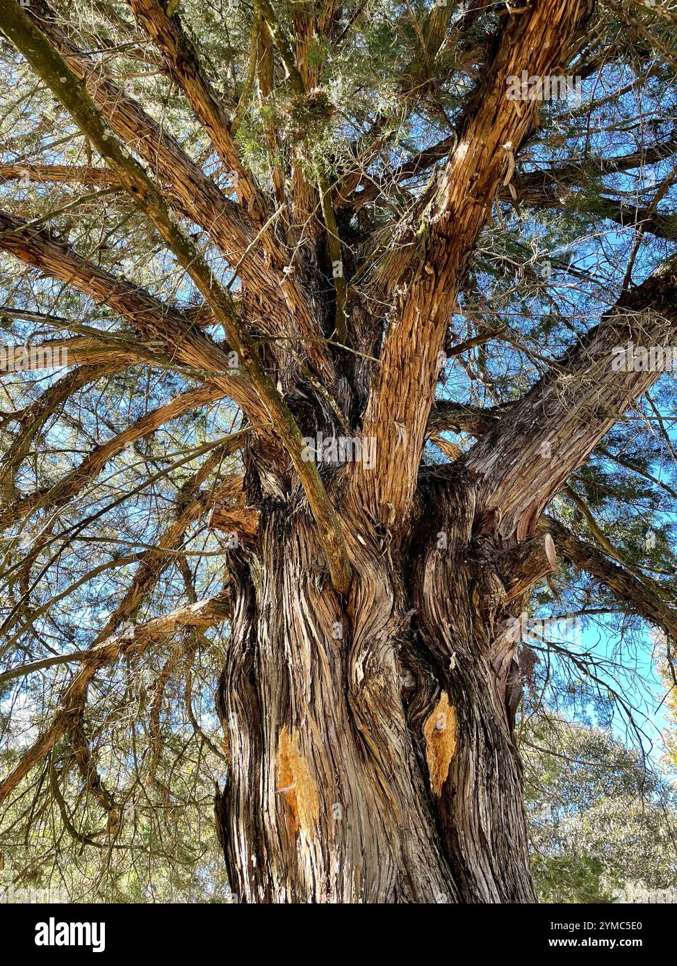 eastern redcedar (Juniperus virginiana Stock Photo - Alamy