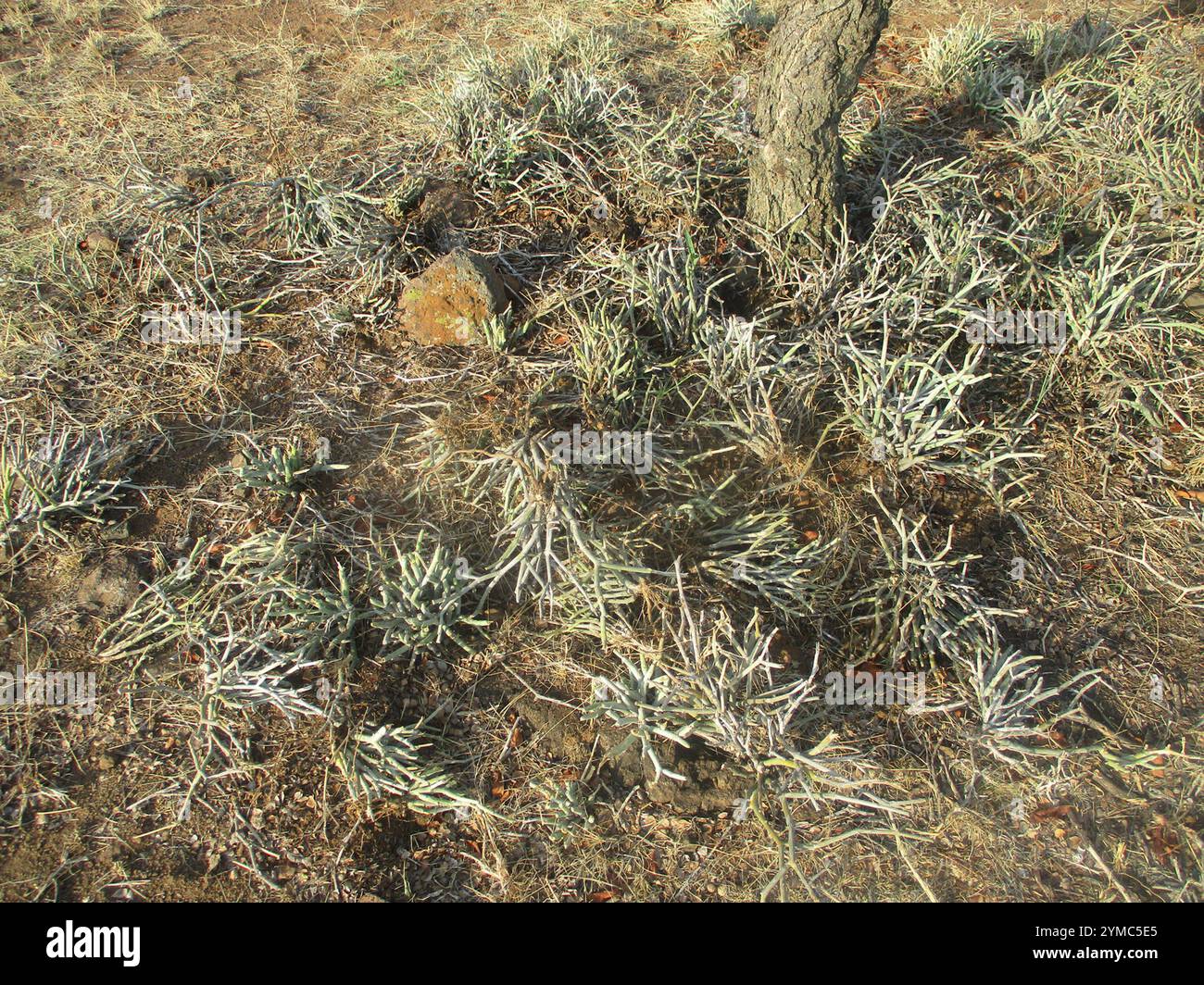 Caustic vine hi-res stock photography and images - Alamy