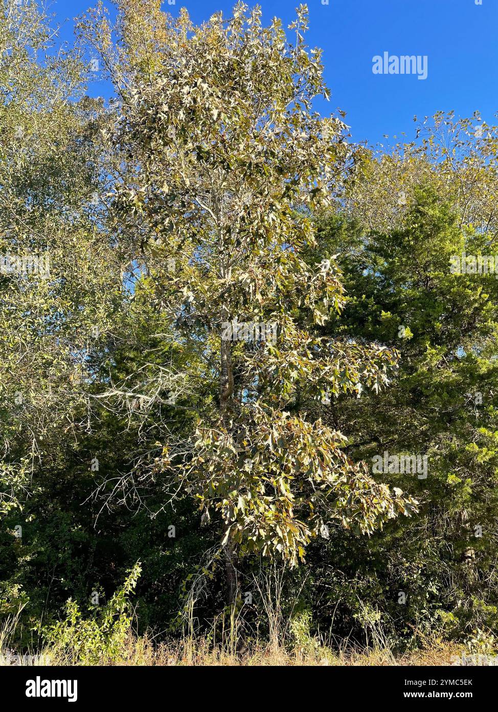 southern red oak (Quercus falcata Stock Photo - Alamy