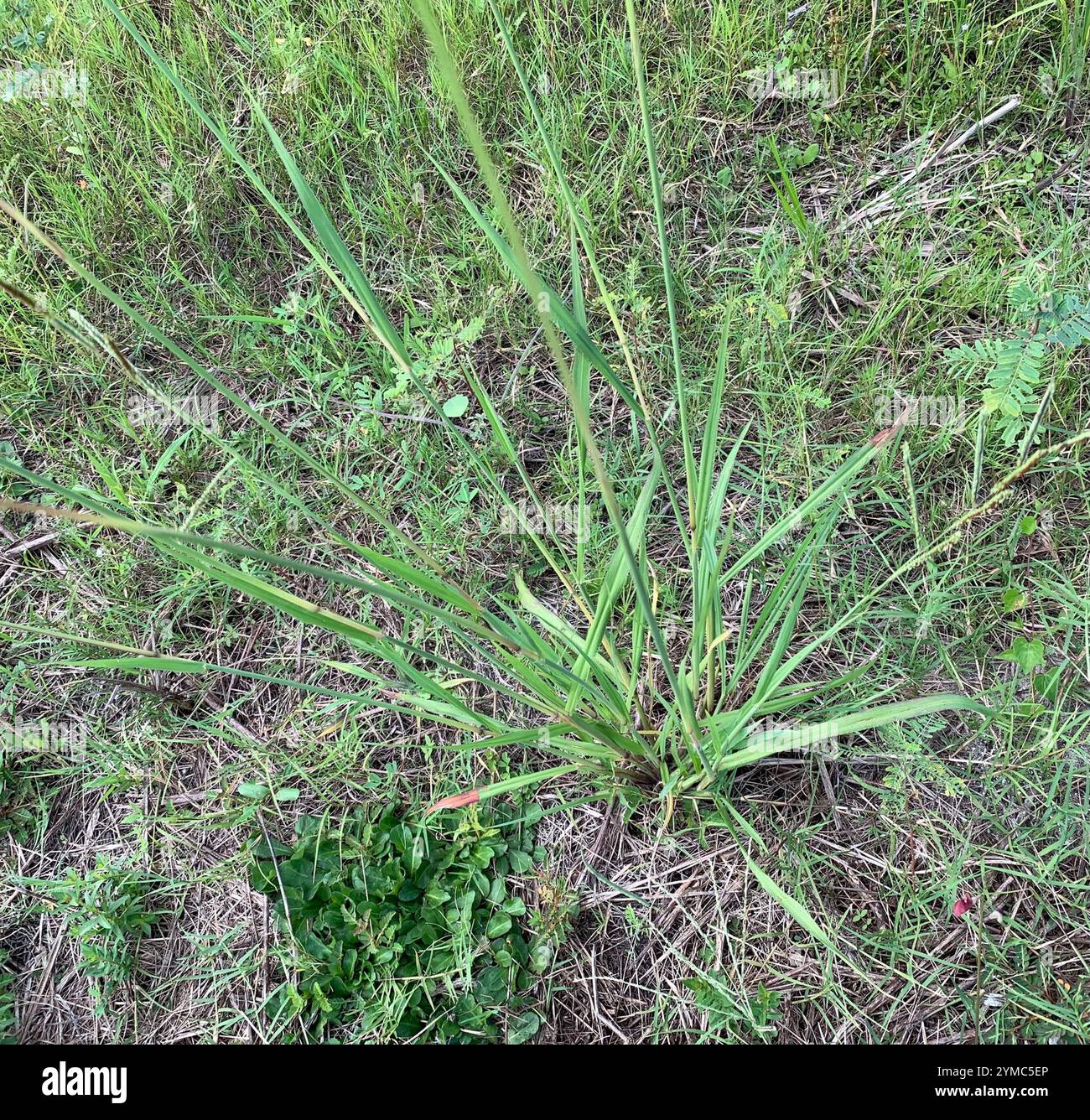 Vasey Grass (Paspalum urvillei Stock Photo - Alamy