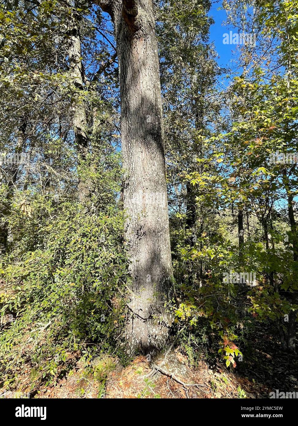 southern red oak (Quercus falcata Stock Photo - Alamy