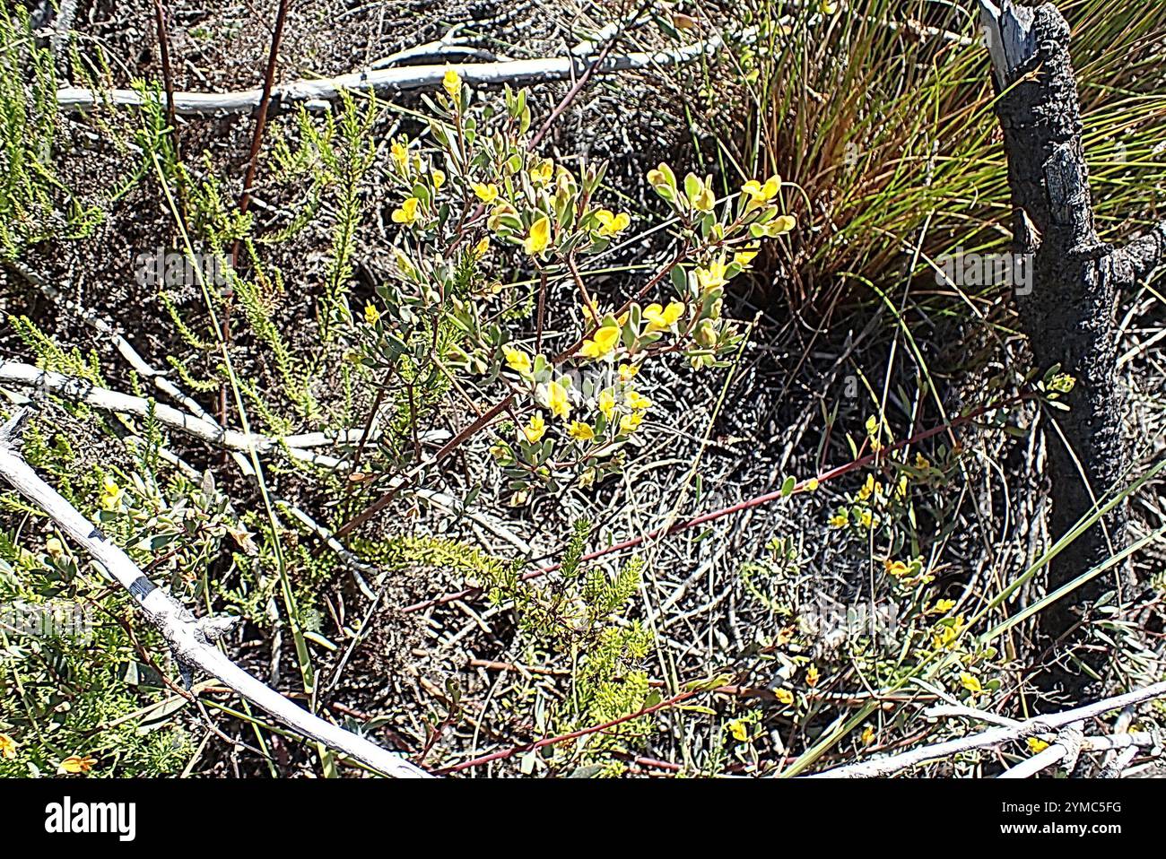 Common Cape Widowpea (Rafnia capensis capensis Stock Photo - Alamy