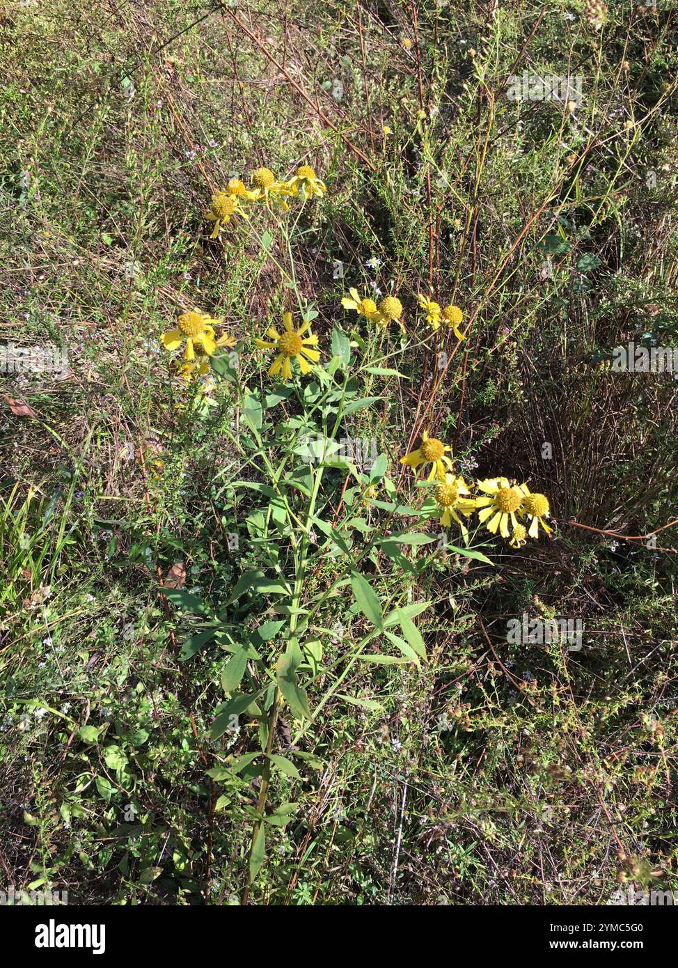 common sneezeweed (Helenium autumnale Stock Photo - Alamy
