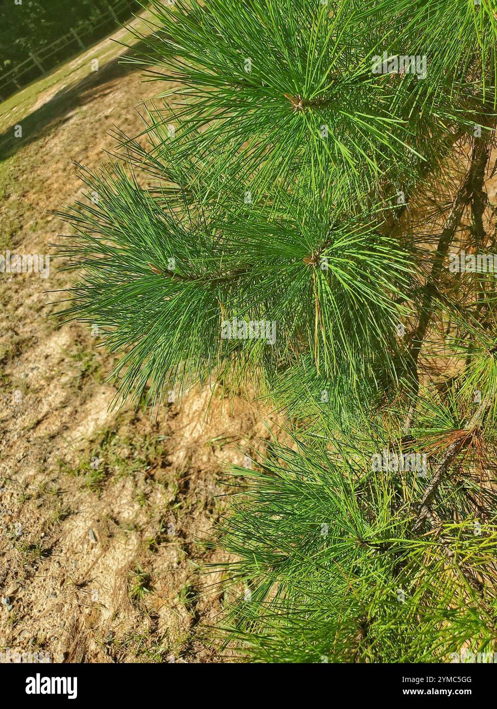 shortleaf pine (Pinus echinata Stock Photo - Alamy