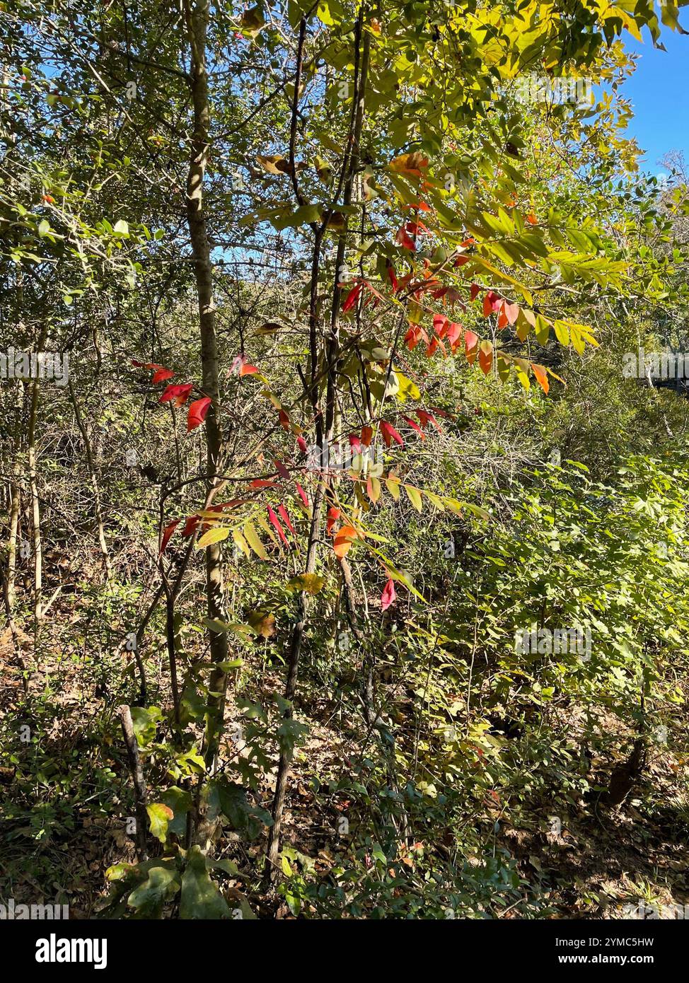 shining sumac (Rhus copallinum Stock Photo - Alamy