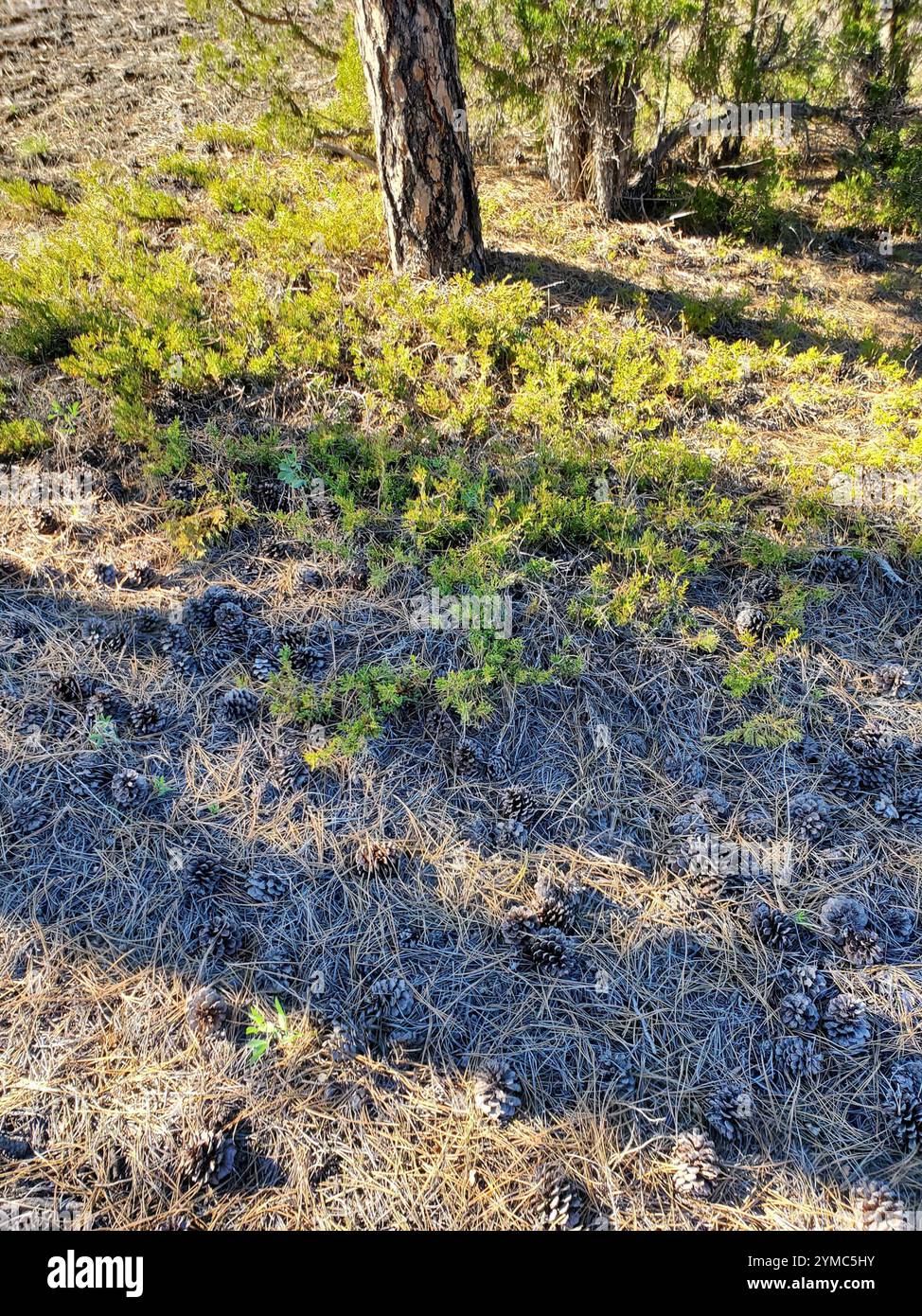 creeping juniper (Juniperus horizontalis Stock Photo - Alamy