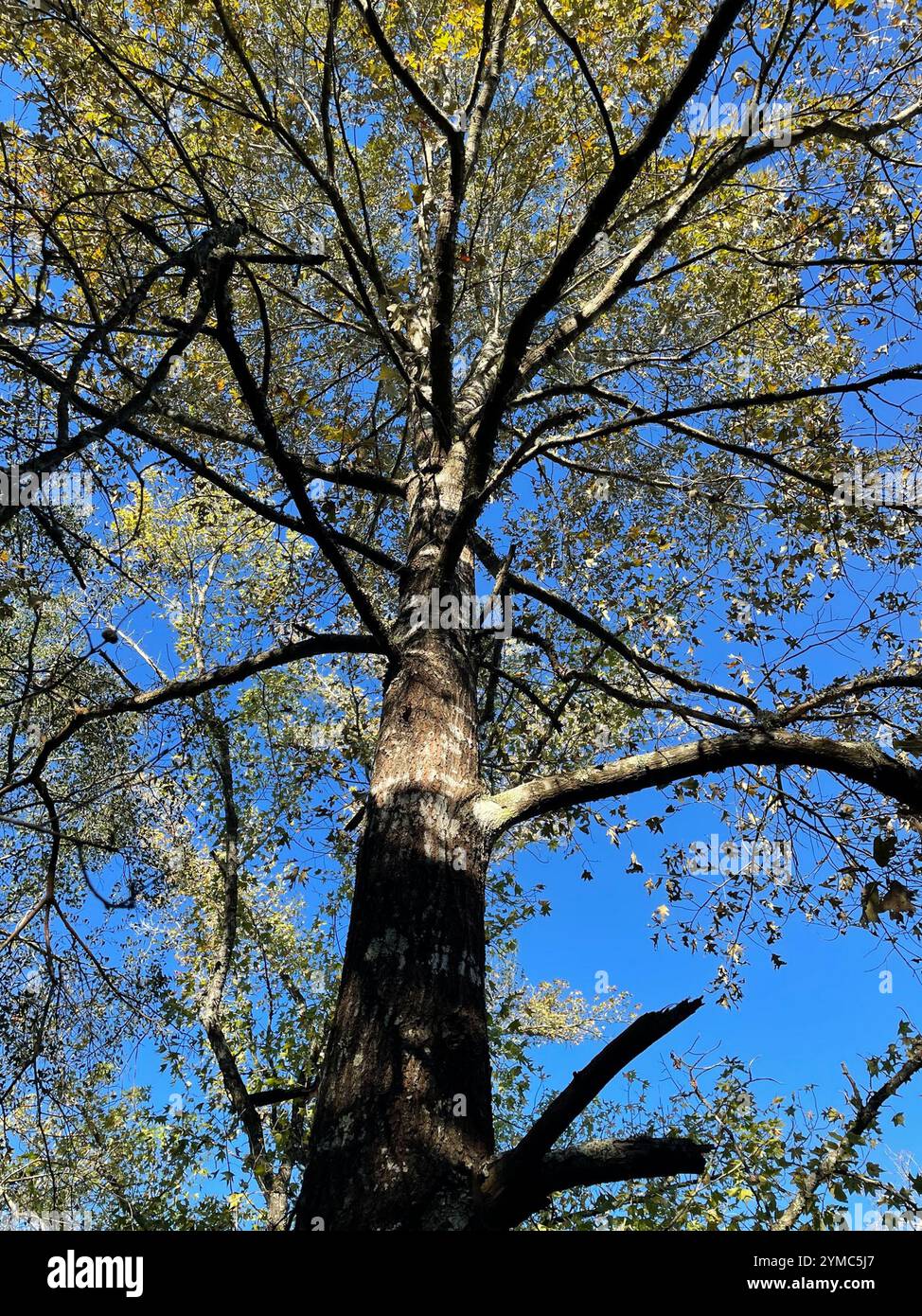 southern red oak (Quercus falcata Stock Photo - Alamy