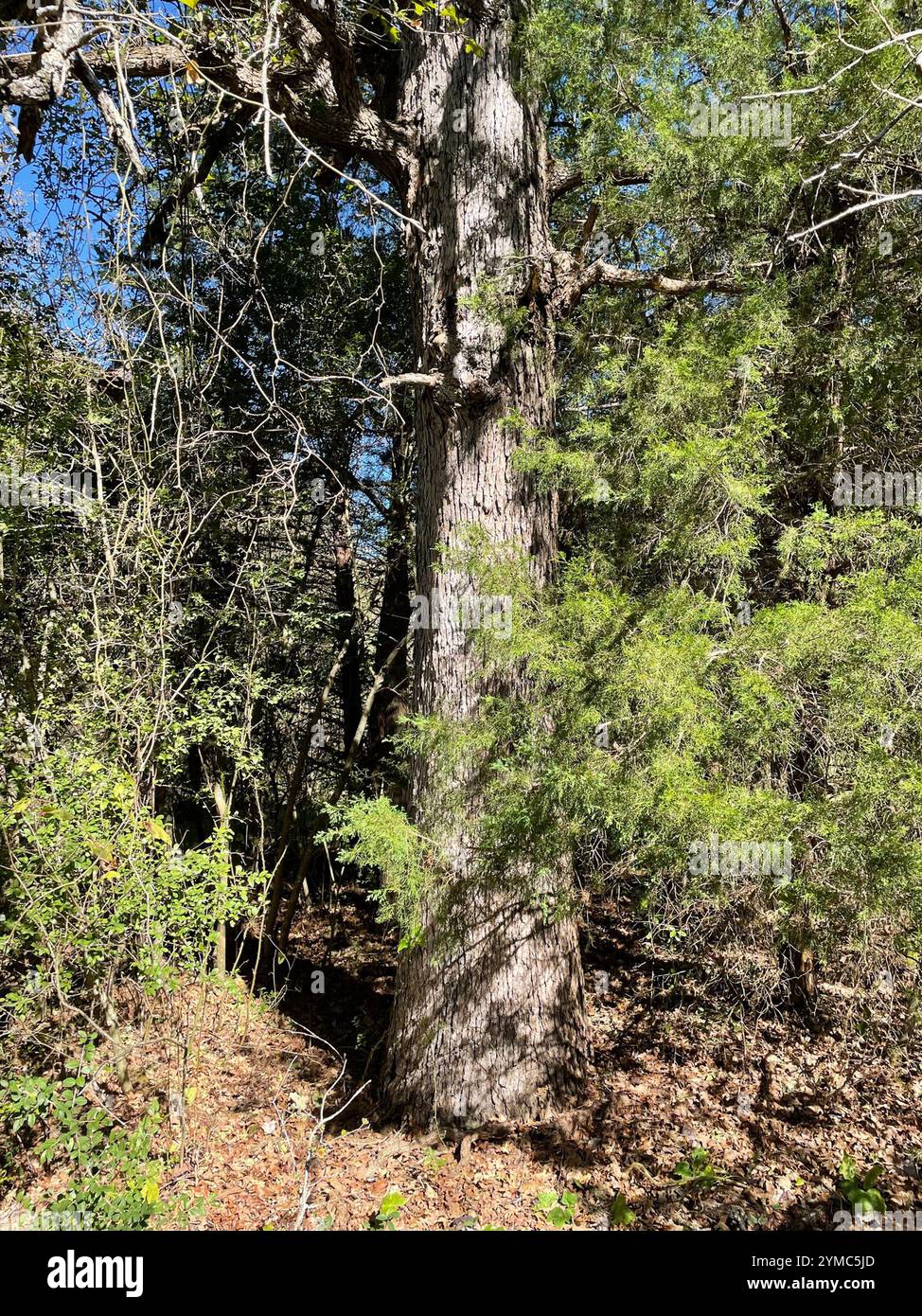 sand post oak (Quercus margaretiae Stock Photo - Alamy
