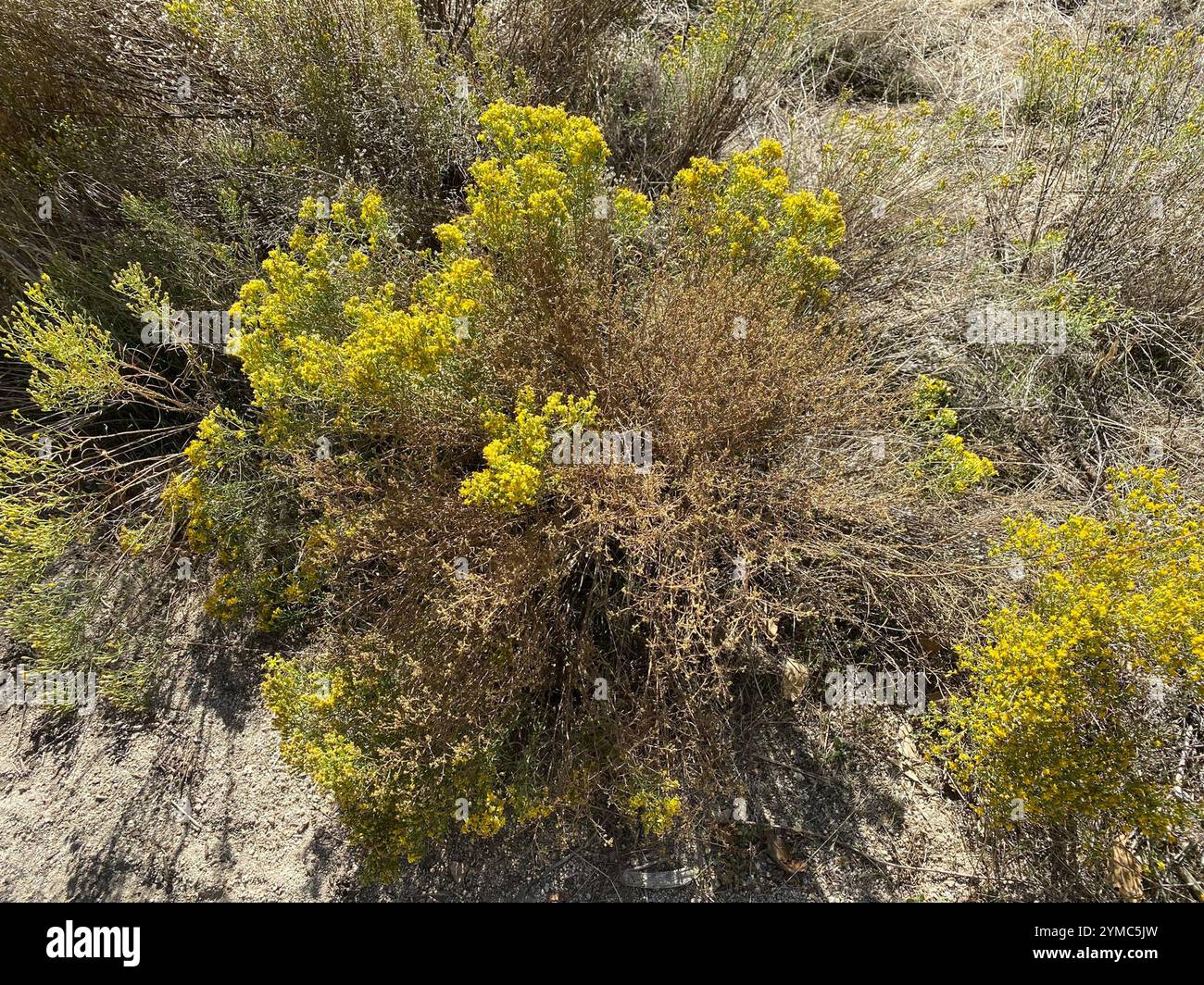 Broom Snakeweed (Gutierrezia sarothrae Stock Photo - Alamy