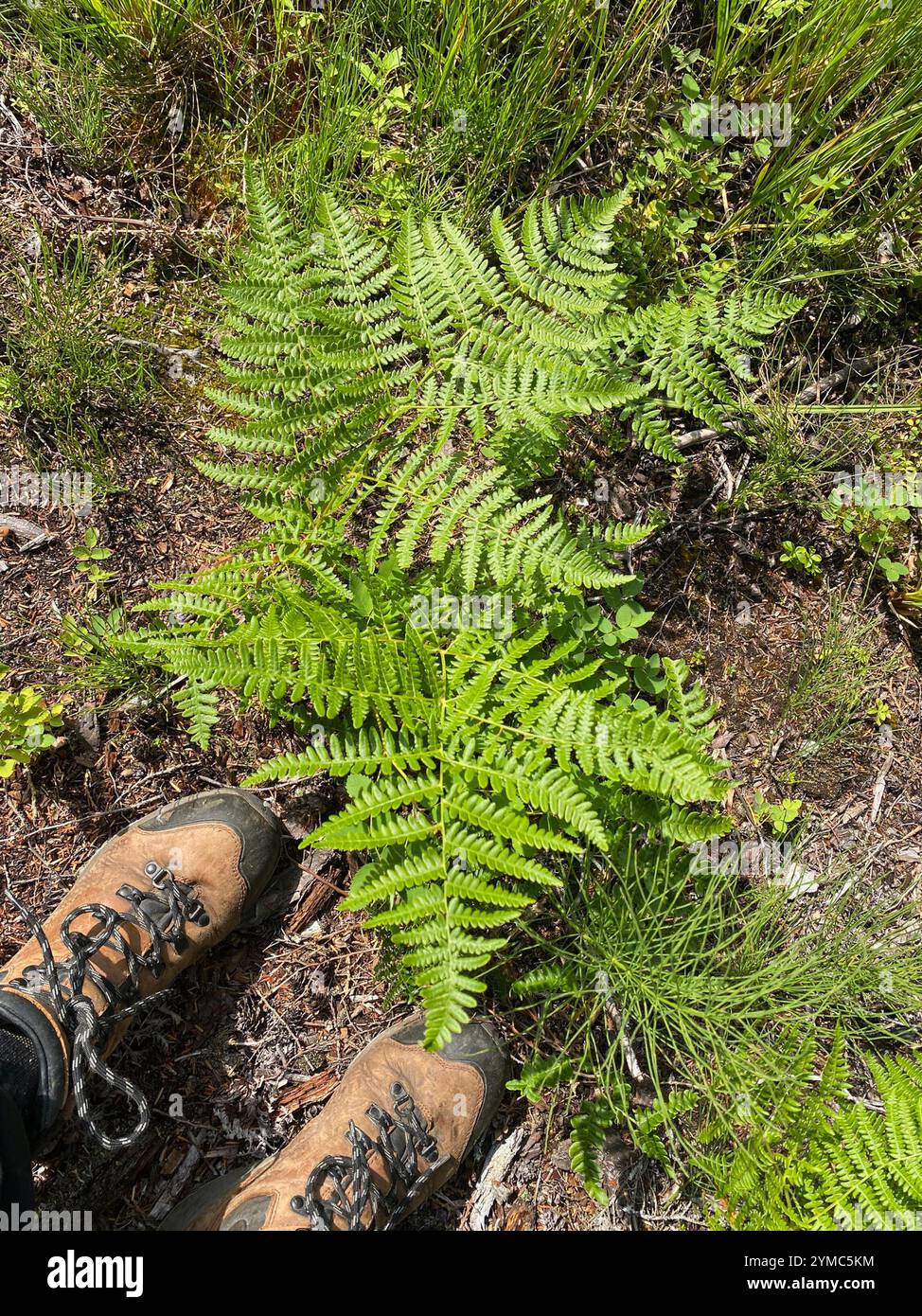 common bracken (Pteridium aquilinum Stock Photo - Alamy