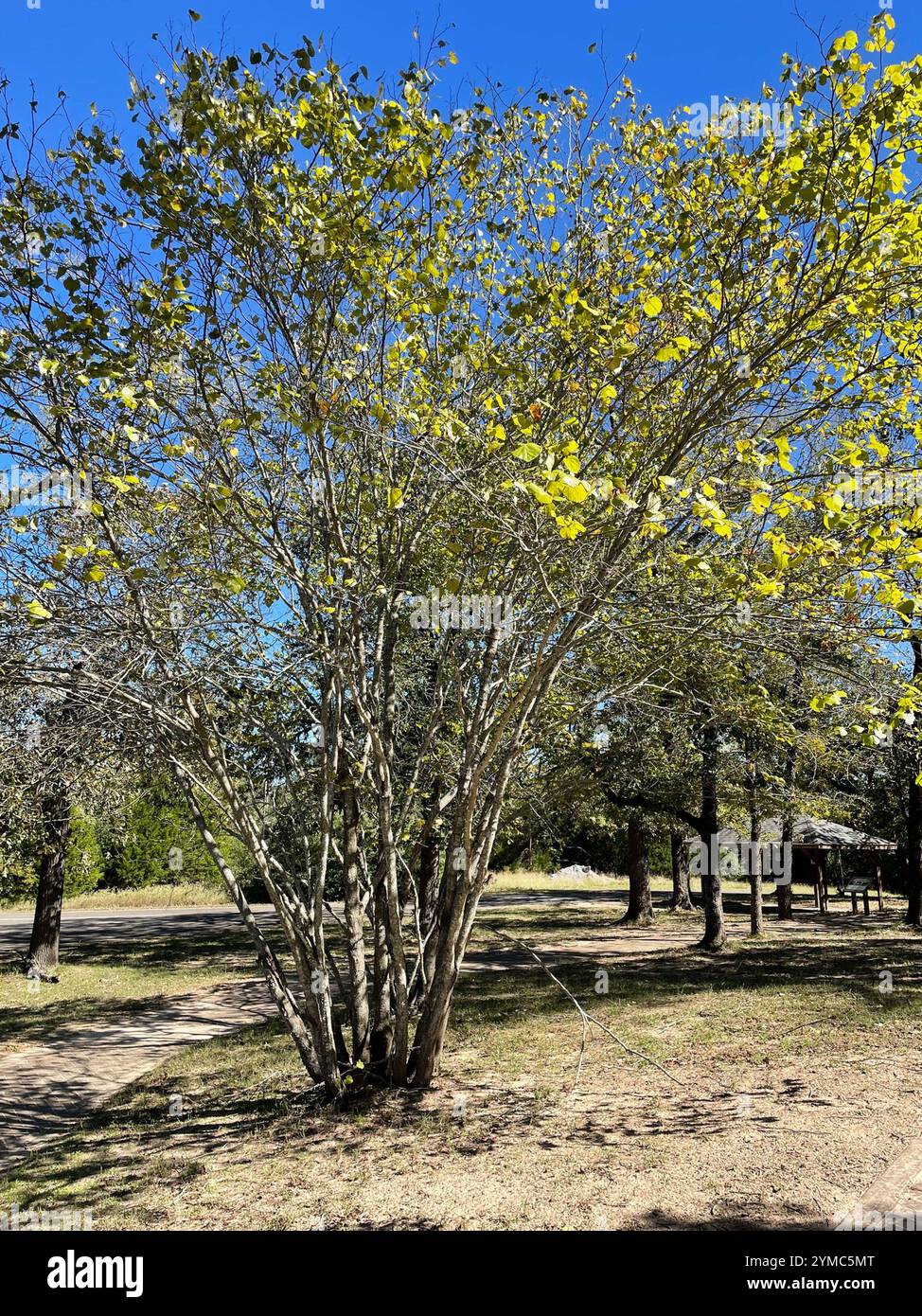 eastern redbud (Cercis canadensis Stock Photo - Alamy