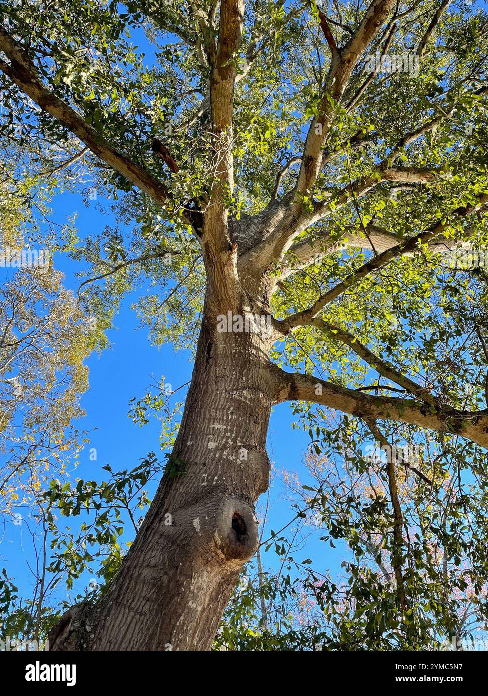 water oak (Quercus nigra Stock Photo - Alamy