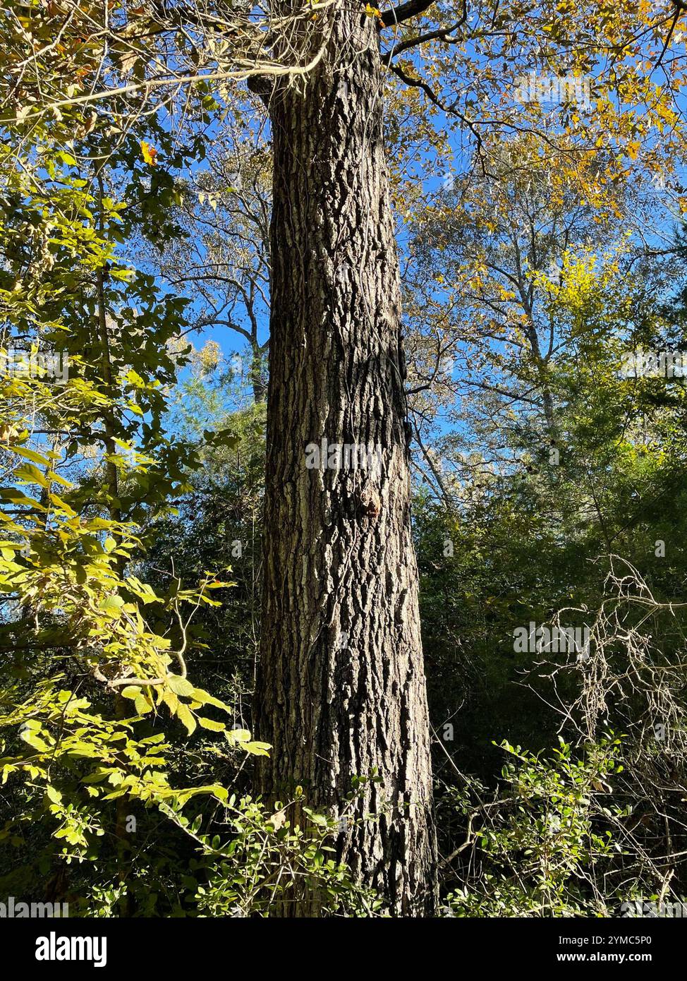 southern red oak (Quercus falcata Stock Photo - Alamy